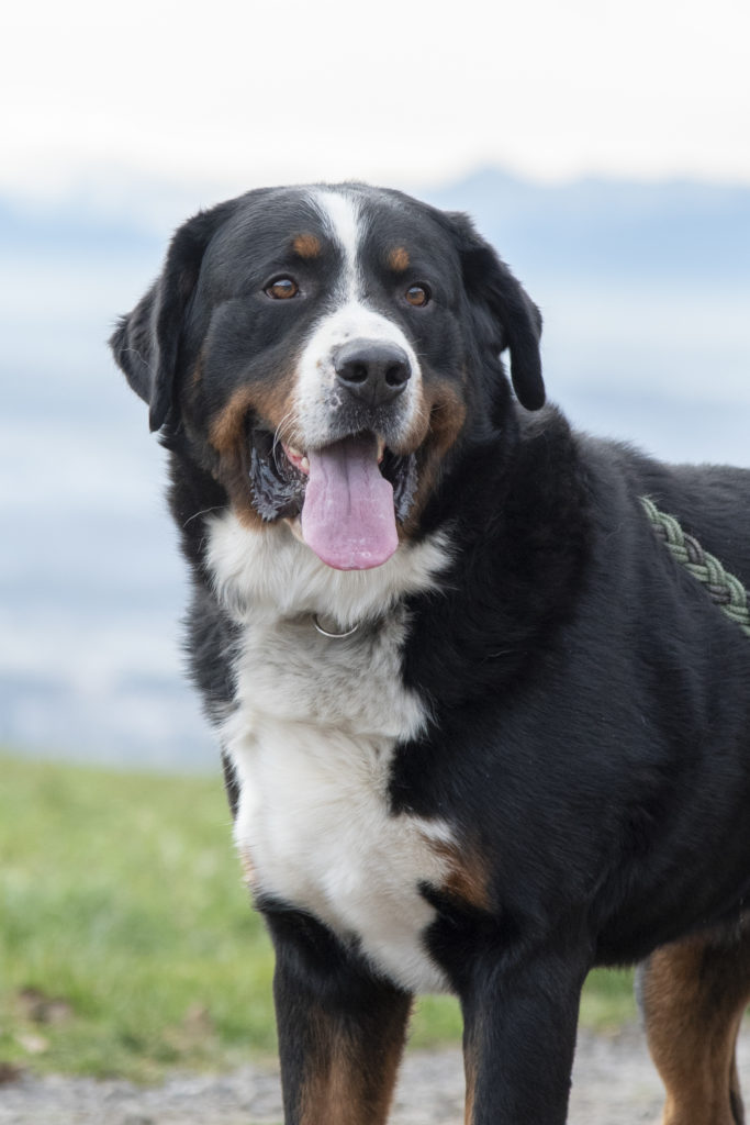 Leben! Archive - SwissydogSwissydog